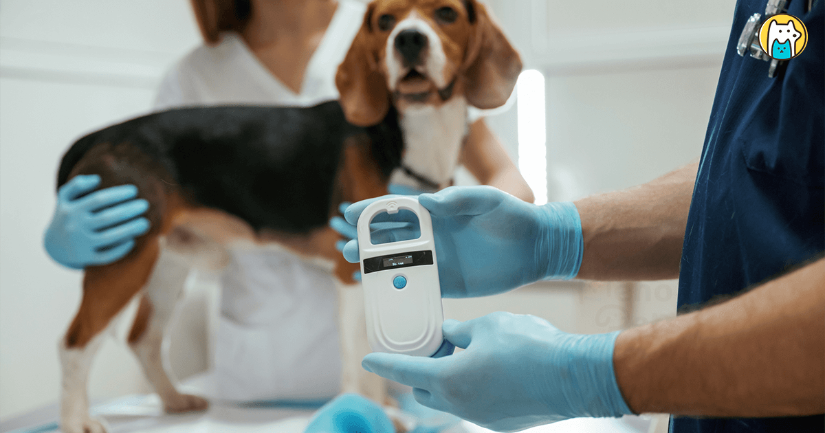 懶人包／植入晶片對狗狗身體有影響嗎？ 施打方式、費用一次看 - Heho Pets