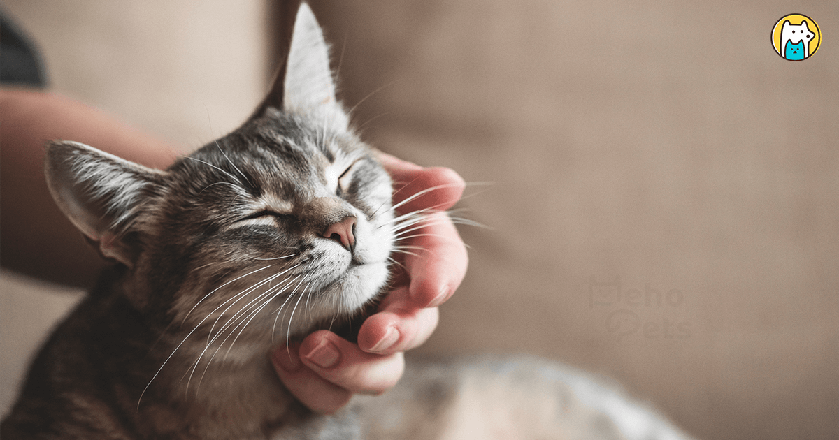 摸摸完「貓咪馬上幫自己舔毛」 2要點分辨牠們是喜歡還是覺得你煩 - Heho Pets