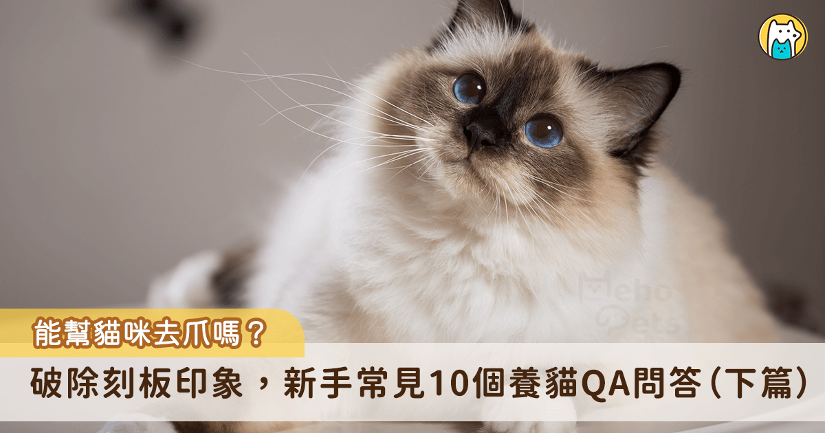 貓咪｜新手知識、健康、飲食照護、相處陪伴 - Heho Pets