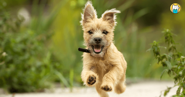 幼犬長乳牙到換恆牙會有「4個徵兆」 狗狗牙齒照護指南 - Heho Pets