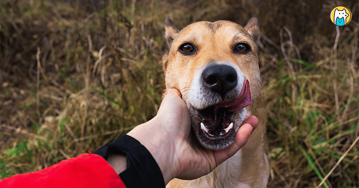 幼犬長乳牙到換恆牙會有「4個徵兆」 狗狗牙齒照護指南 - Heho Pets