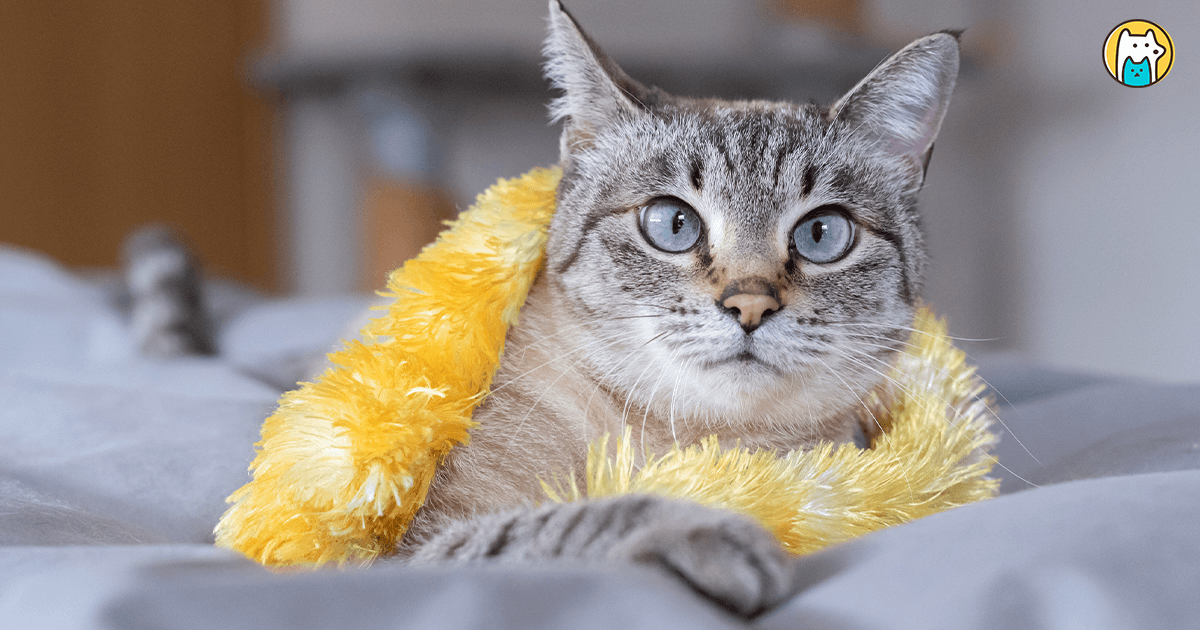 2025家貓需植晶片開跑！ 「未登記將開罰」新北開200場免費登記 - Heho Pets