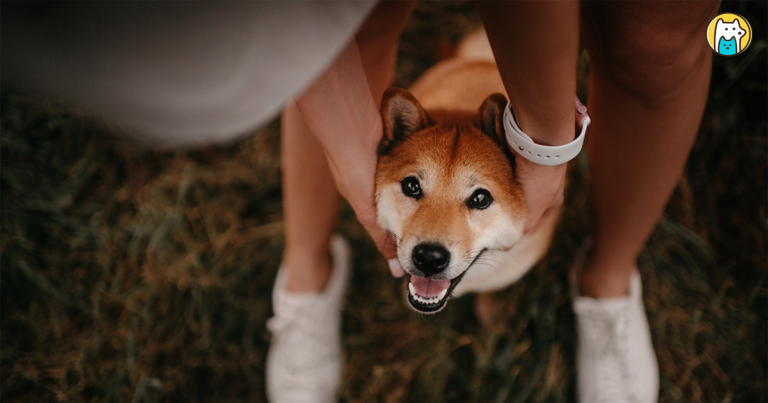 關籠子好可憐？狗狗「過度依賴」產生分離焦慮，訓犬師解密籠內訓練 - Heho Pets