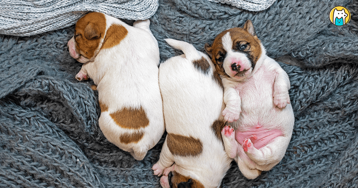 狗狗有月經嗎？ 母犬「發情照護指南」未結紮牠們一生都能懷孕 - Heho Pets