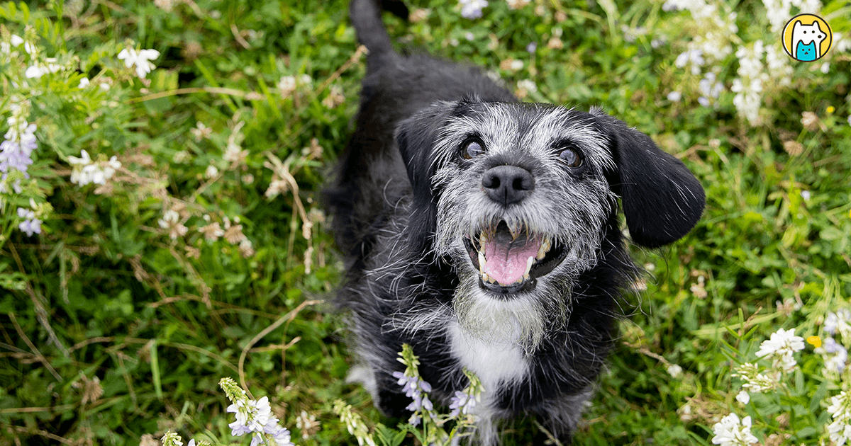 寵物過世為何眼睛會睜開？代表死不瞑目？ 其實牠們看到你的每天都是晴天 - Heho Pets