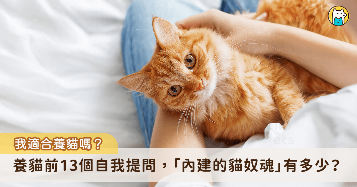 養貓前13個自我判別「內建貓奴魂」 習性指南一次看 - Heho Pets