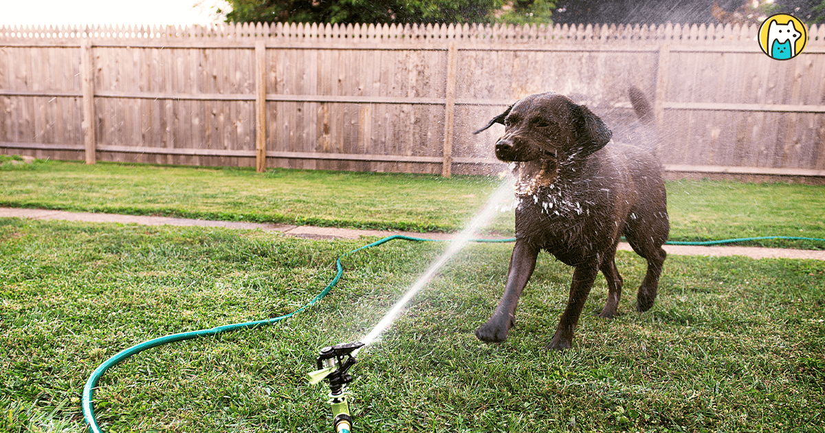 幼犬長乳牙到換恆牙會有「4個徵兆」 狗狗牙齒照護指南 - Heho Pets
