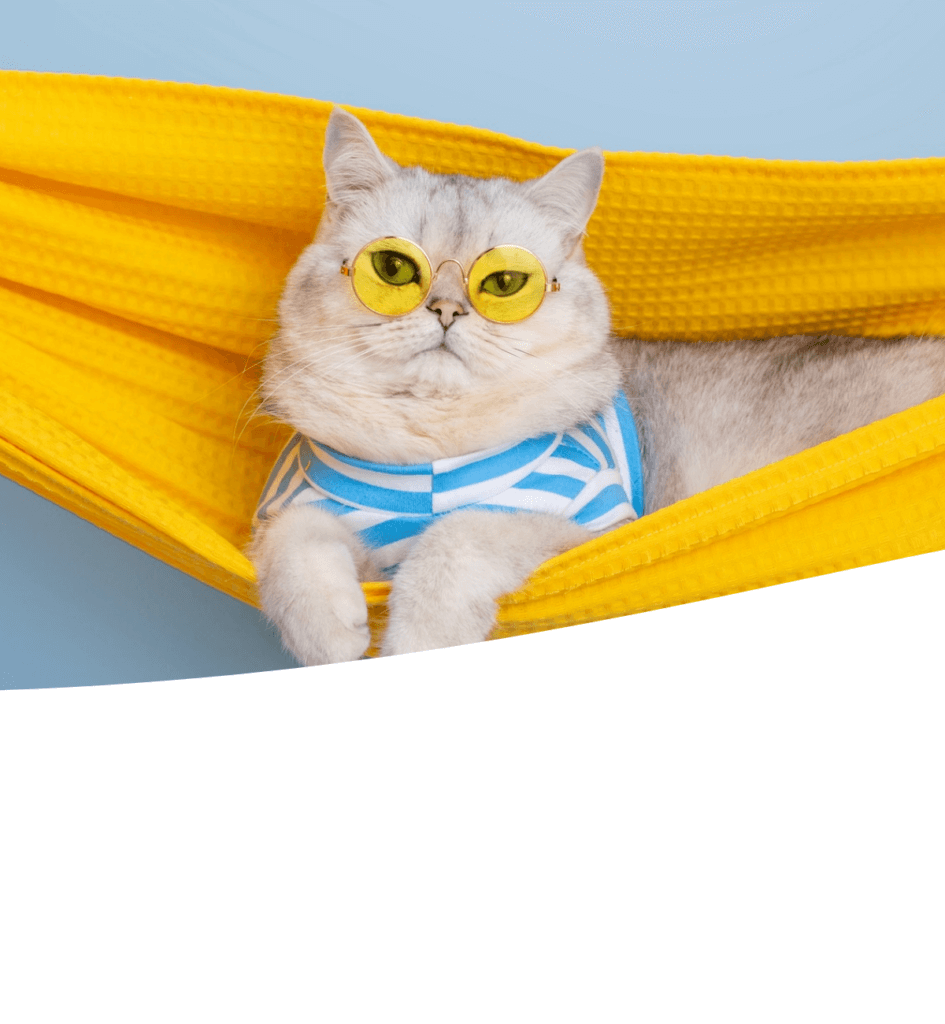 貓咪｜新手知識、健康、飲食照護、相處陪伴 - Heho Pets