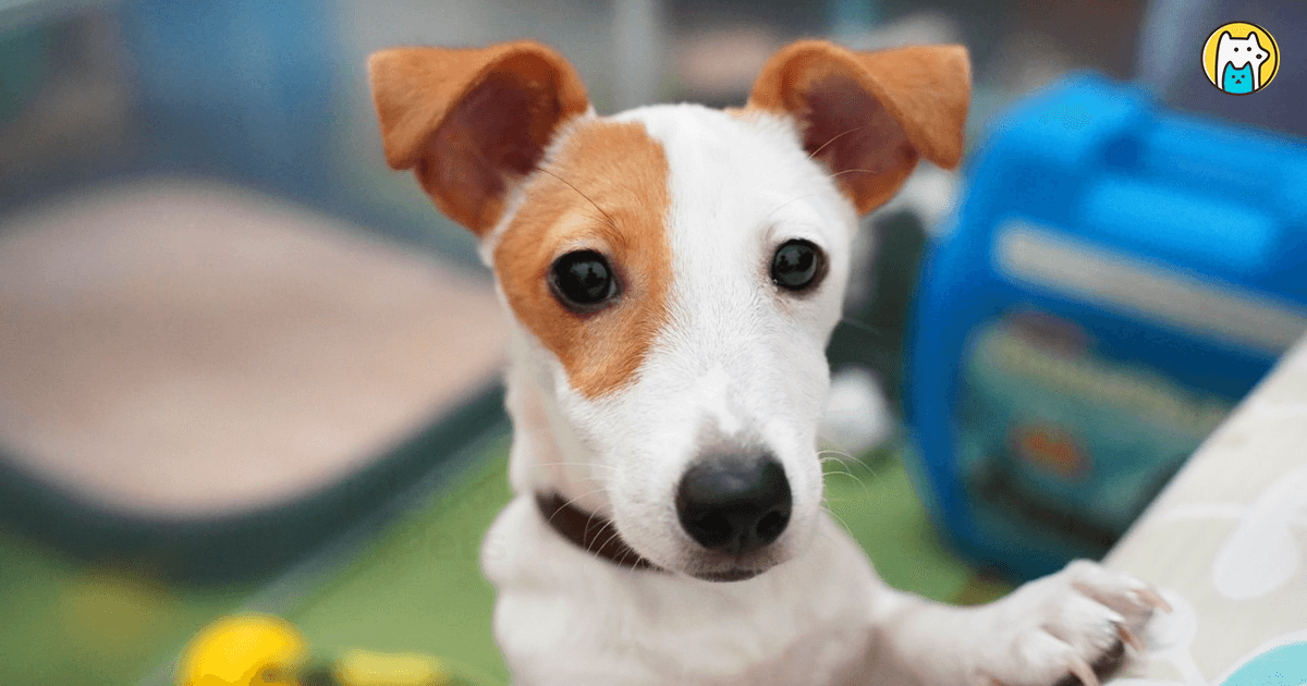 小狗愛亂咬東西、會咬人 掌握「6方法」改善亂咬壞習慣 - Heho Pets