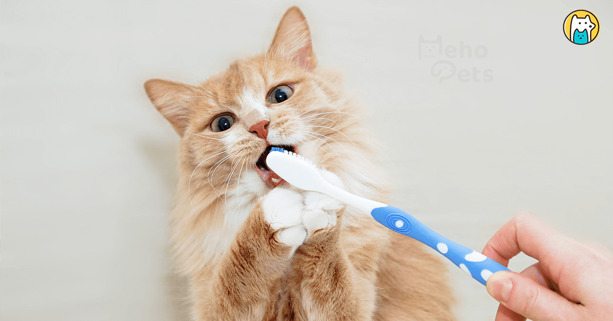 貓咪牙齒小知識「牠們其實不會蛀牙」 3個刷牙技巧帶你看 - Heho Pets