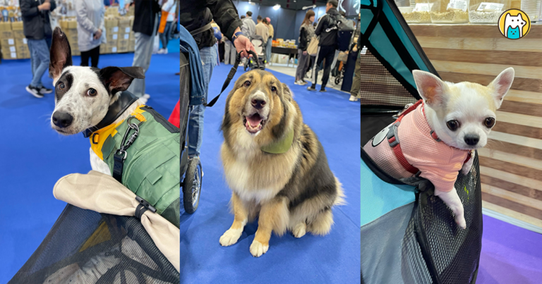 台北貓展今天開跑！連4天趣味活動＋講座 現場爆滿參加人潮 - Heho Pets