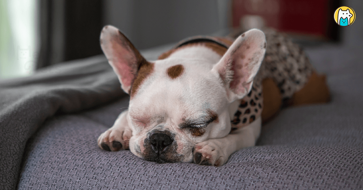 狗狗子宮蓄膿「2類型」較容易發病！ 獸醫：完全自癒的可能性極低 - Heho Pets