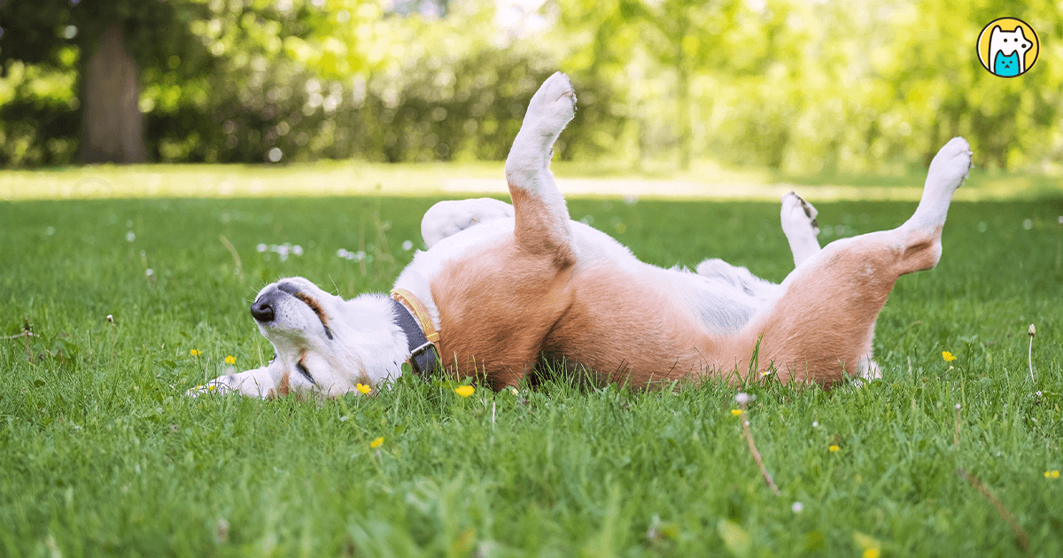 從睡姿看出狗狗個性！6種姿勢所代表的意義，來看你家屬於哪一種 - Heho Pets