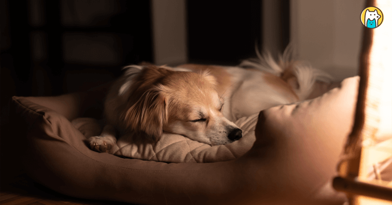 從睡姿看出狗狗個性！6種姿勢所代表的意義，來看你家屬於哪一種 - Heho Pets