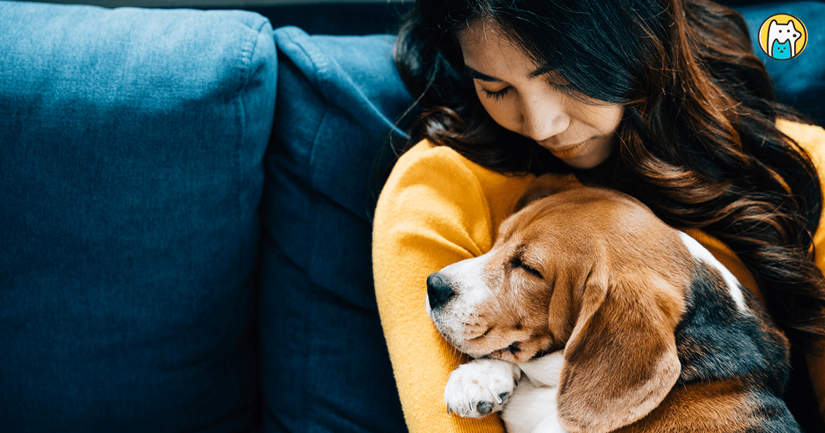 從睡姿看出狗狗個性！6種姿勢所代表的意義，來看你家屬於哪一種 - Heho Pets