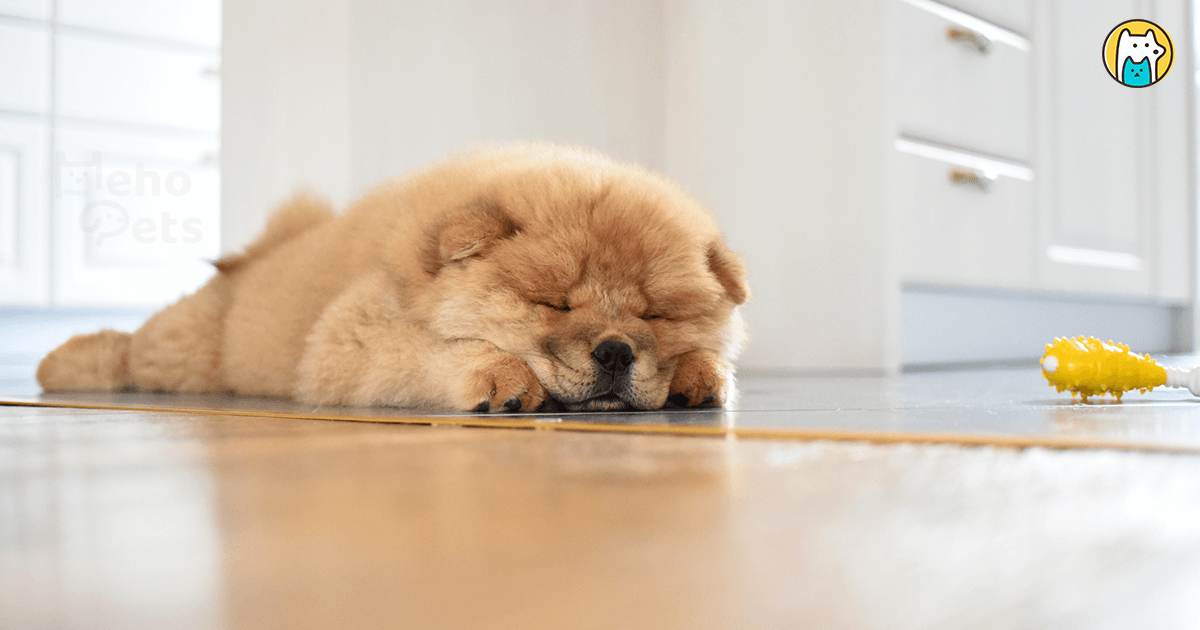 從睡姿看出狗狗個性！6種姿勢所代表的意義，來看你家屬於哪一種 - Heho Pets