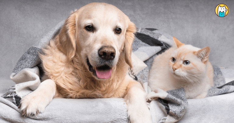 冬天可能遇到的疾病「低體溫常見5症狀」 幼老年毛孩更容易失溫 - Heho Pets