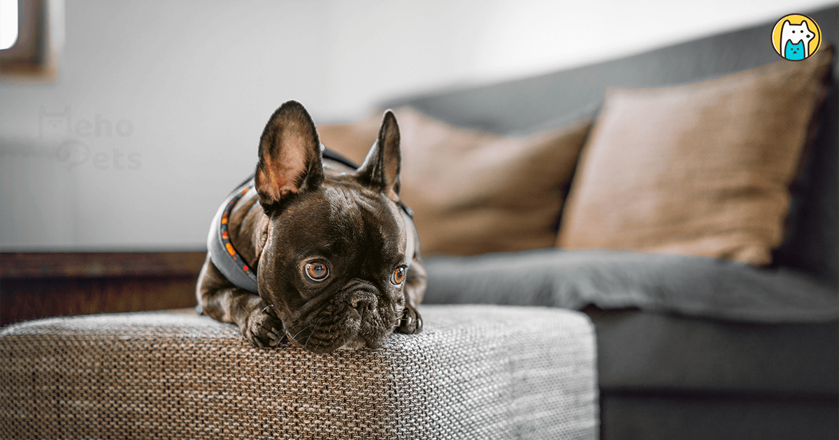 狗狗可以吃骨頭嗎？ 4種隱藏的危機、吞下骨頭該怎麼處理一次告訴你 - Heho Pets