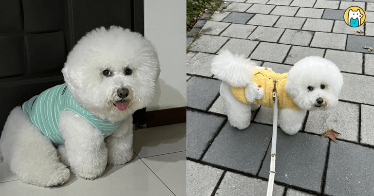 NET挖到「寵物保暖神物」爆紅！ 價格只要百元狗狗戴上保暖又可愛 - Heho Pets