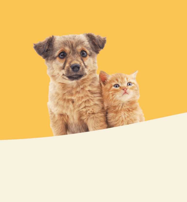 Heho Pets - 讓毛孩成為實質上的家人