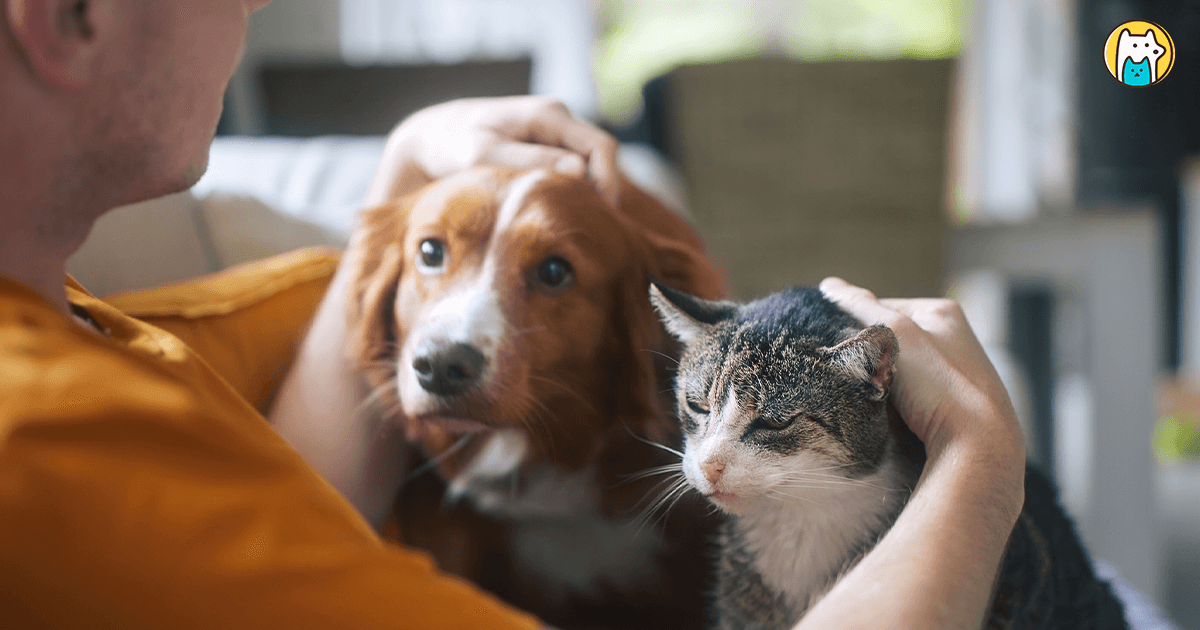 判斷狗狗愛你的10個跡象！ 跟牠們在一起每一天都像過情人節 - Heho Pets