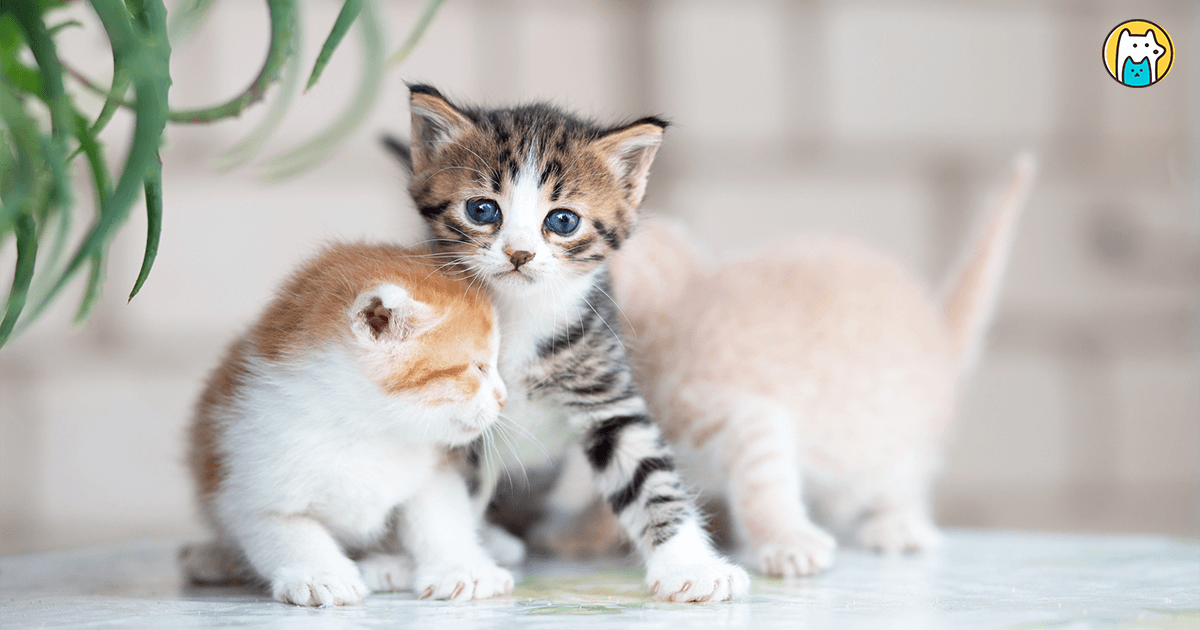 貓咪亂吃塑膠、毛線怎麼辦？ 獸醫師解答異食癖6個常見問題 - Heho Pets