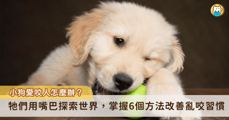 小狗愛亂咬東西、會咬人 掌握「6方法」改善亂咬壞習慣 - Heho Pets