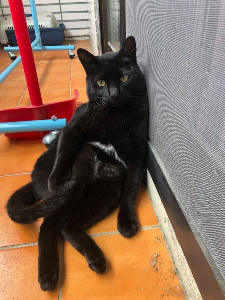 愛貓離世1個月後「回家了」 飼主收貓砂盆通知感動：記得常回來 - Heho Pets