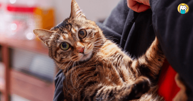 判斷貓咪示愛的跡象 「7種常見行為」背後其實是在說愛你！ - Heho Pets