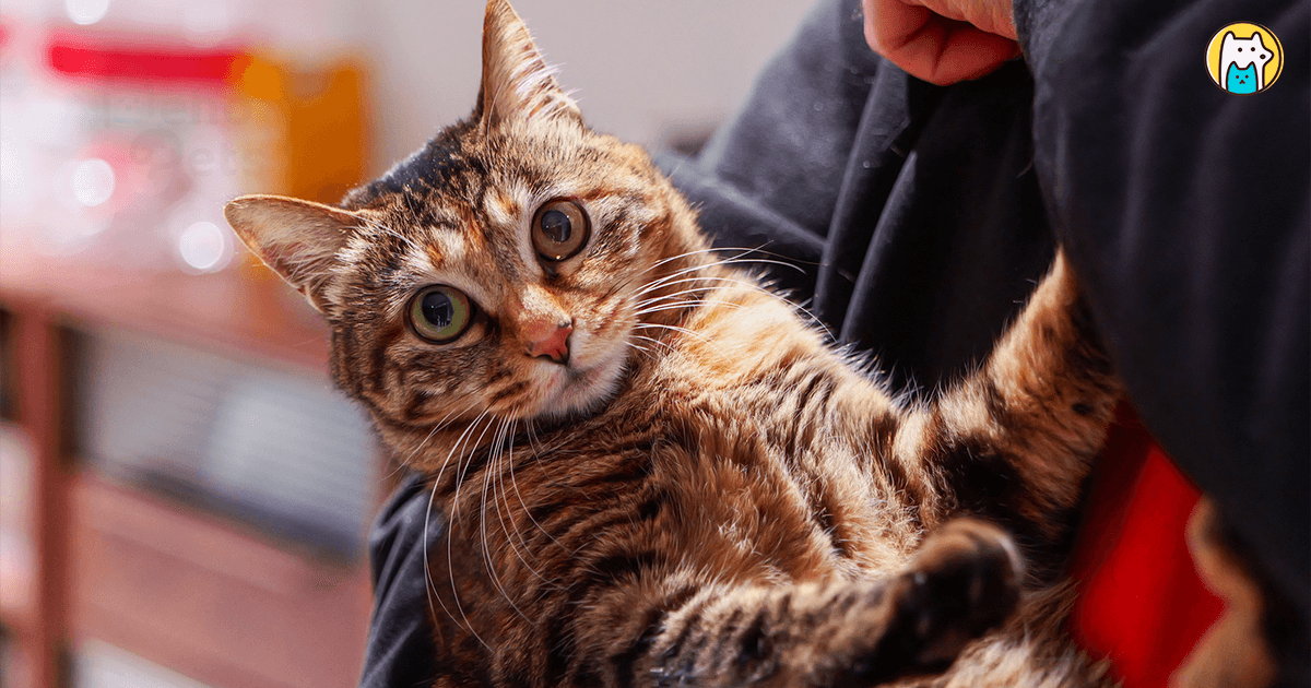 判斷貓咪示愛的跡象 「7種常見行為」背後其實是在說愛你！ - Heho Pets