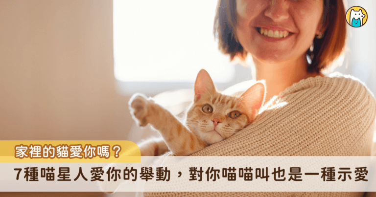 判斷貓咪示愛的跡象 「7種常見行為」背後其實是在說愛你！ - Heho Pets