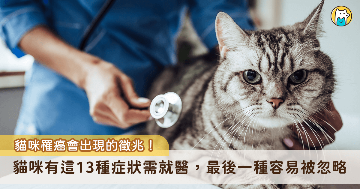 貓咪體重變輕、行為改變可能是癌症警訊 出現「這13個症狀」要及早就醫 - Heho Pets