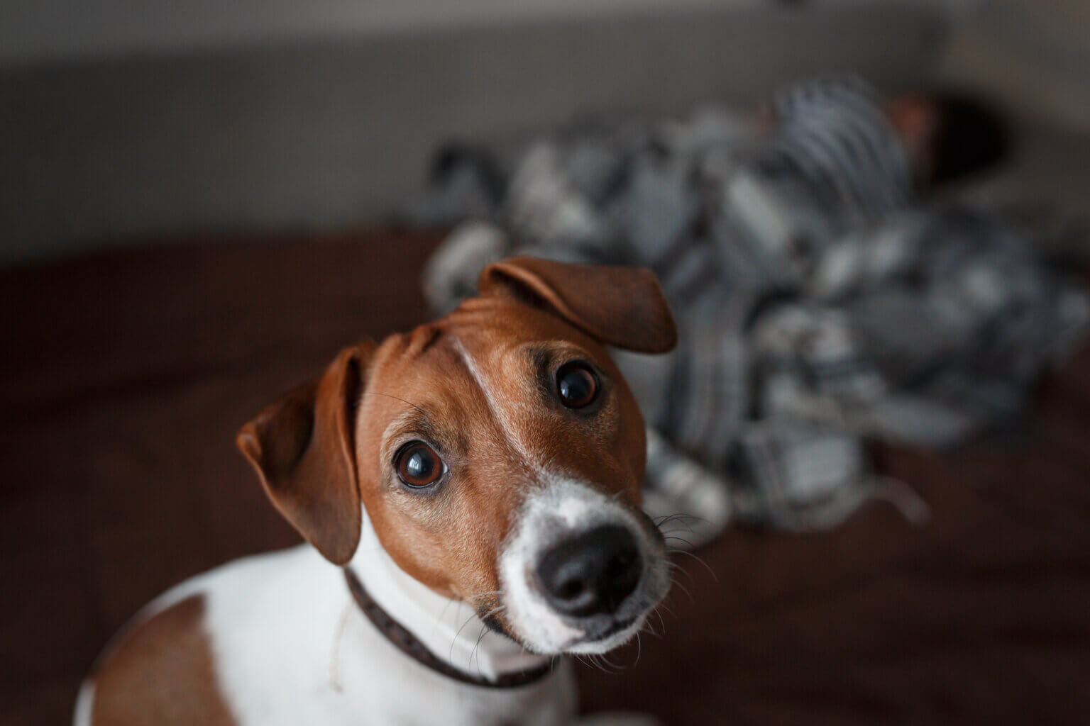狗狗拱背趴下是不舒服！4要點辨別狗狗「疼痛跡象」 牠們可能在忍痛 - Heho Pets