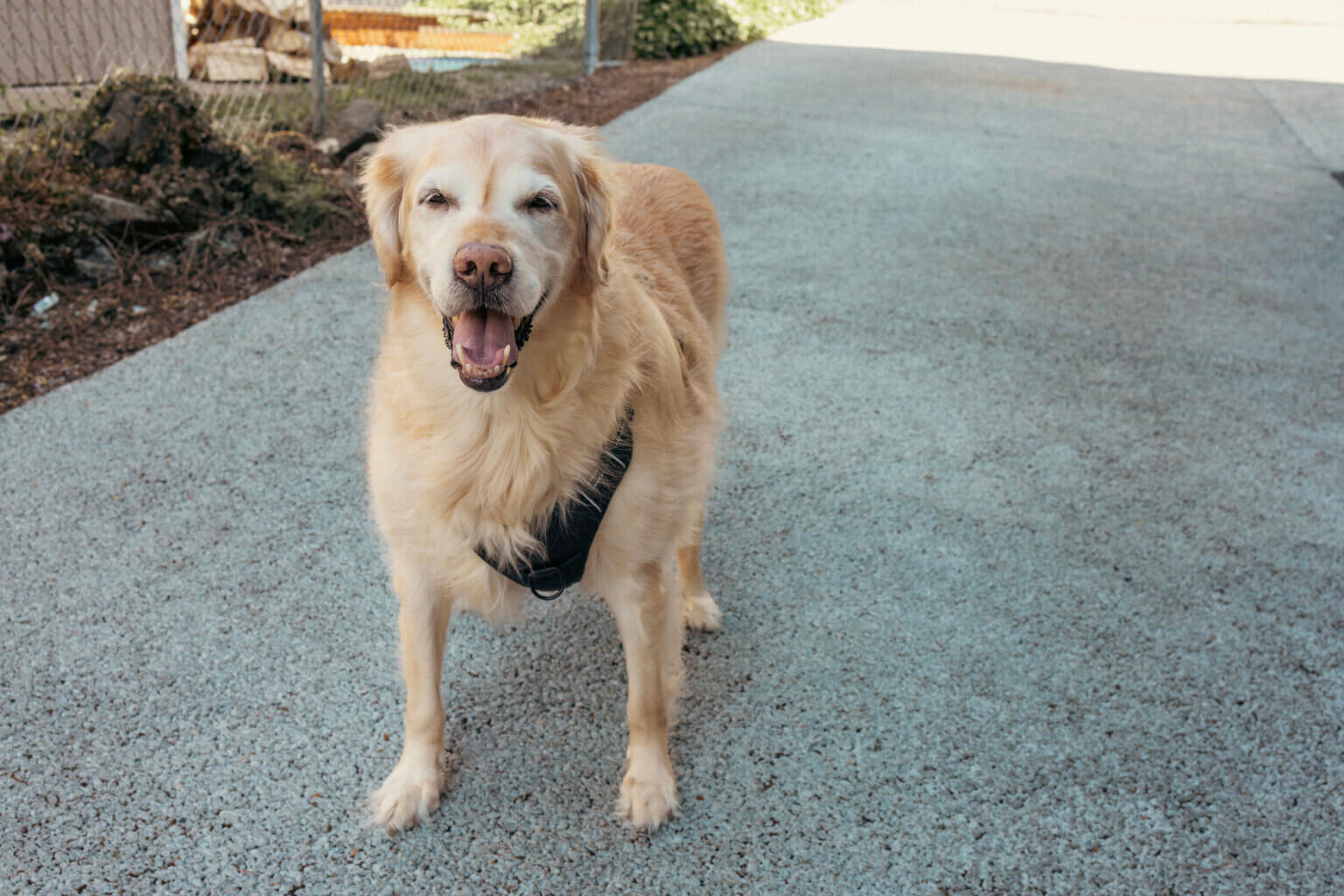 你以為牠沒事，其實早有徵兆！做好「1要點」是毛孩長壽關鍵 - Heho Pets