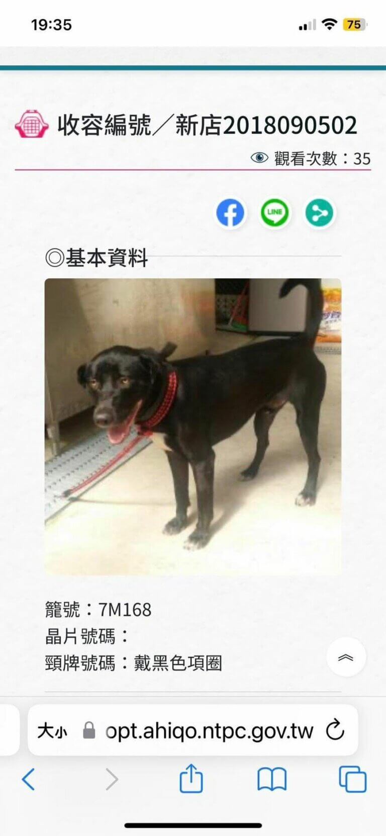 收容所待6年「等到毛變白了」歐告找到家 飼主：遇見牠一見鍾情 - Heho Pets
