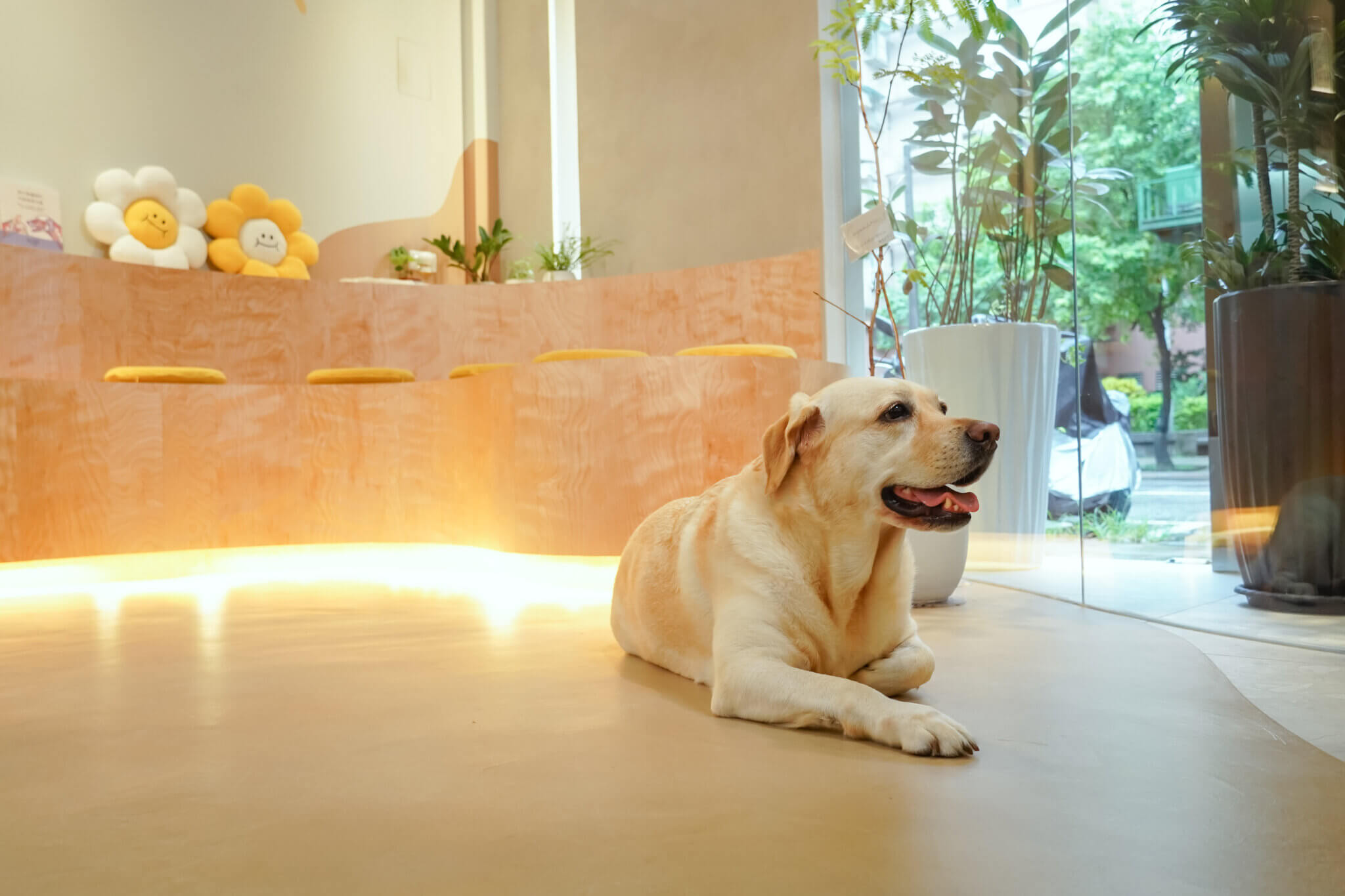 毛孩安寧緩和治療是什麼？能與積極治療並行嗎？ 獸醫解答5個常見QA - Heho Pets