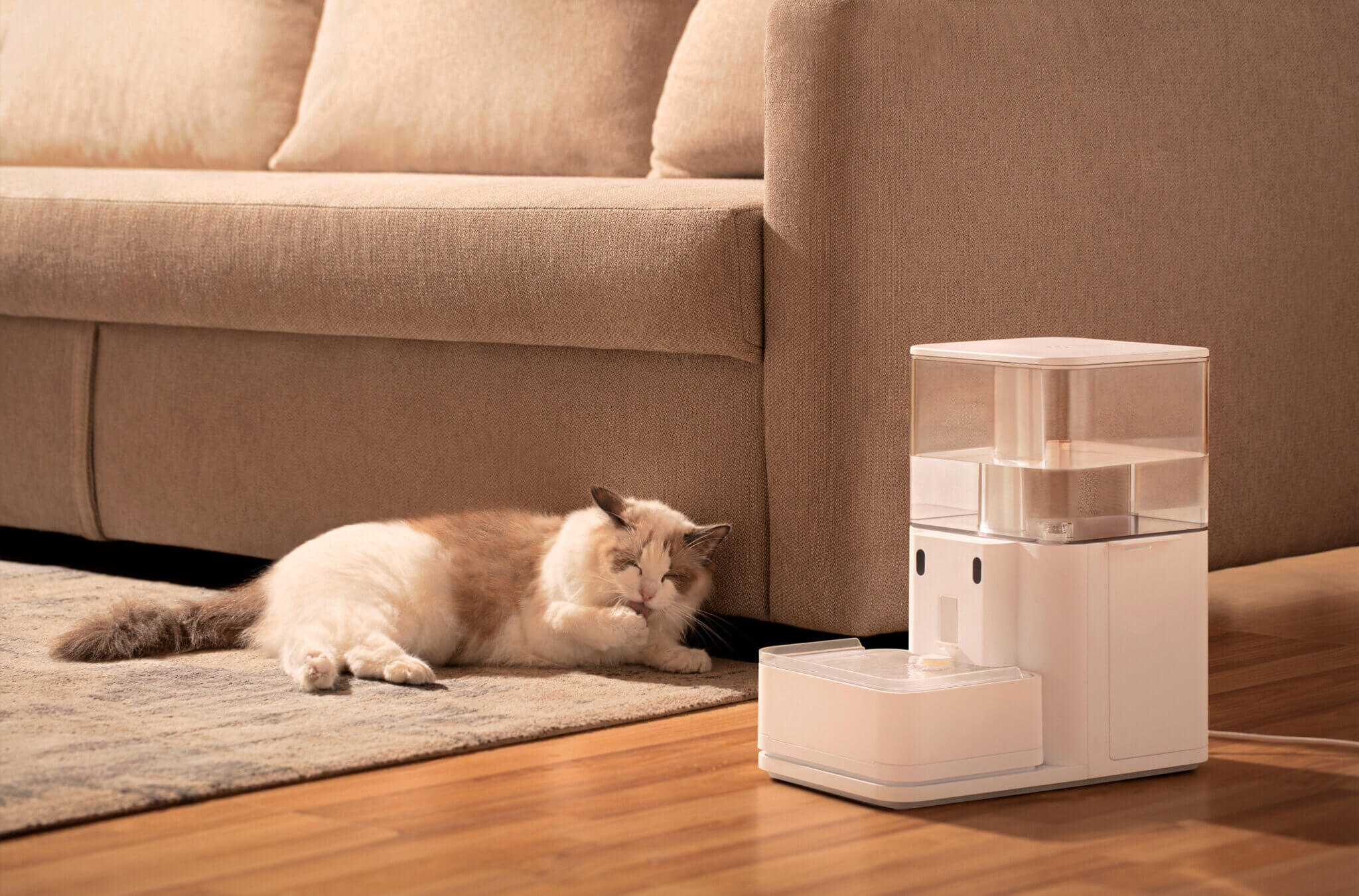 你家的貓真的快樂嗎？解密每位飼主都該知道的「貓咪行為學」 - Heho Pets