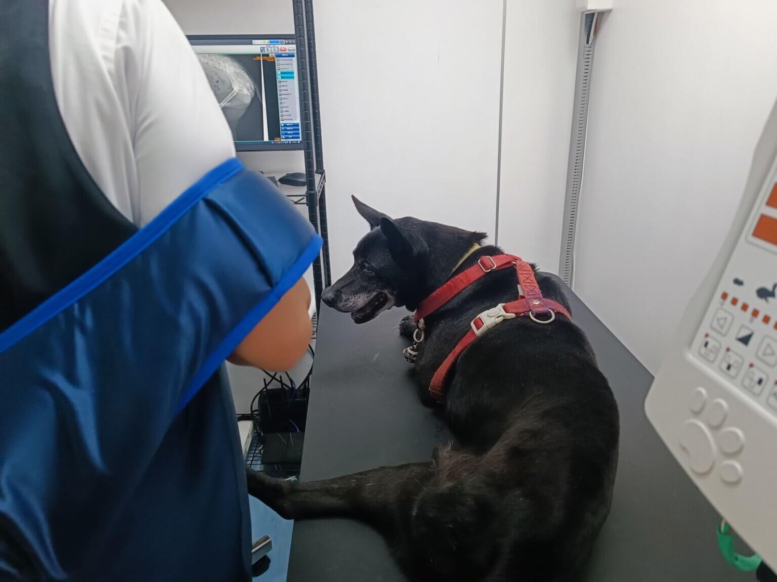 世界肝炎日！新北校犬健檢「肝功能異常」 獸醫：1-2 成老年犬常發生 - Heho Pets