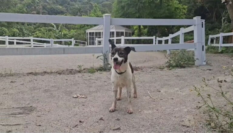 跨物種友誼！浪犬被收編抬頭見「10倍大新家人」眼神驚喜：一起玩嗎？ - Heho Pets