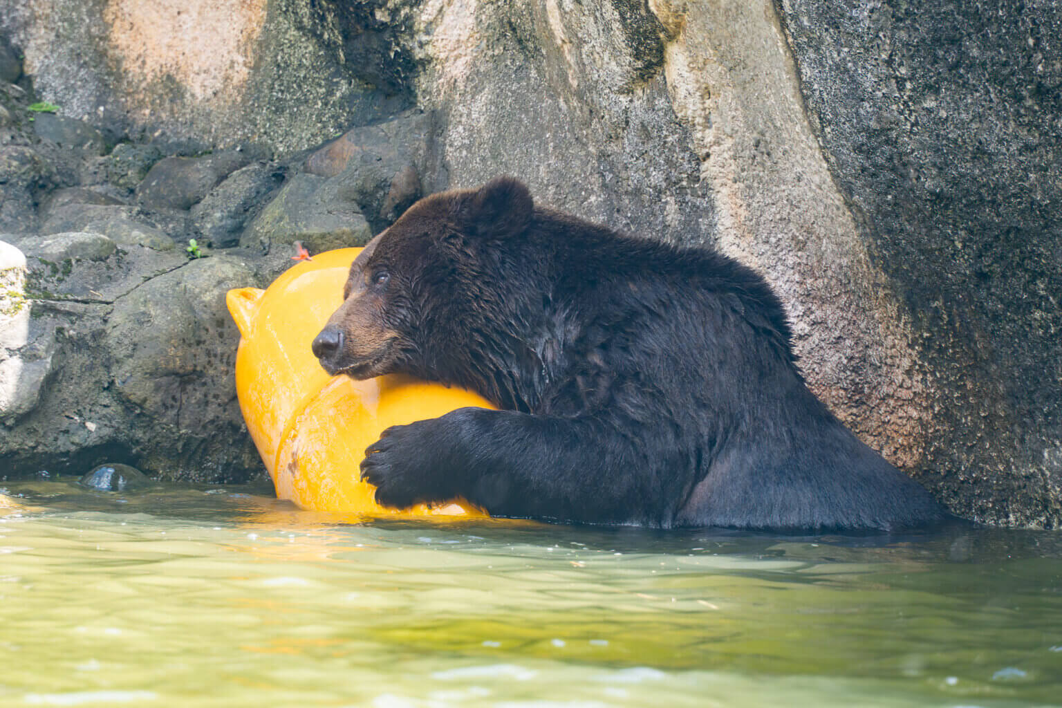 挺過腫瘤破裂、2次大手術 北市動物園棕熊「小喬」癌症轉移進行安寧評估 - Heho Pets