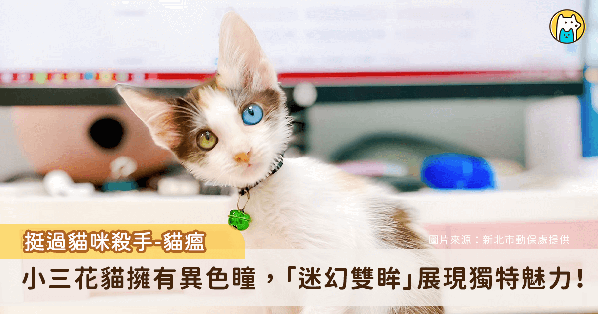 挺過貓咪殺手之稱的貓瘟 三花幼貓擁有「夢幻異色瞳」眼睛像星空 - Heho Pets