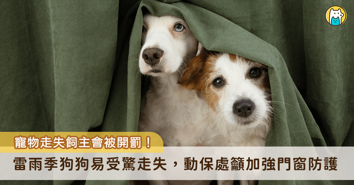 狗狗｜新手知識、健康、飲食照護、相處陪伴 - Heho Pets