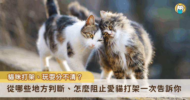 貓咪｜新手知識、健康、飲食照護、相處陪伴 - Heho Pets